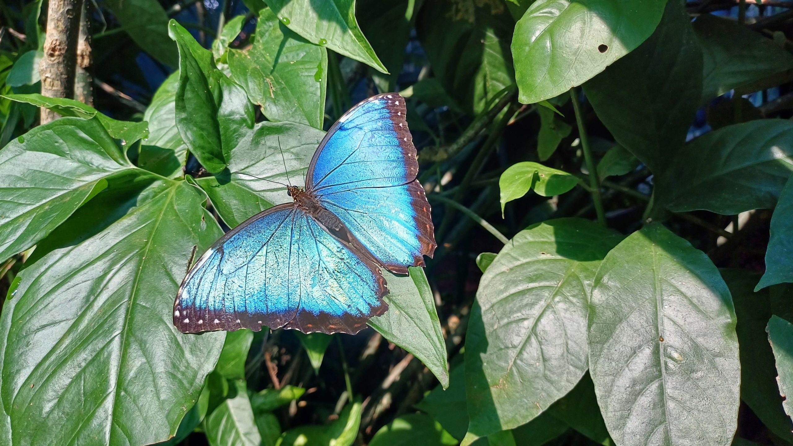 La Mariposa Morpho Helenor Narcissus S mbolo Nacional De Costa Rica